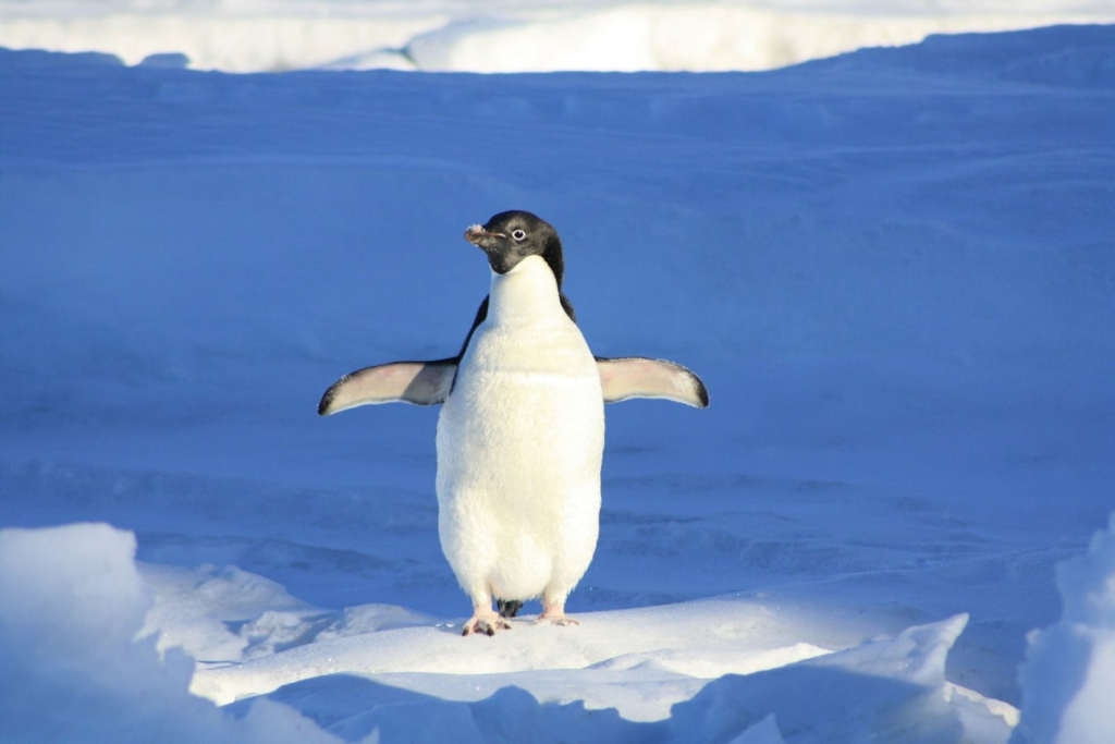 The Viral Penguin Story Explained: From 2007 Documentary to Internet ...